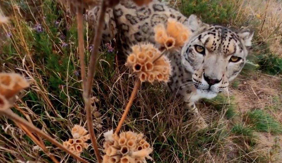 This Might Be the Best Snow Leopard Footage Ever Captured | The Inertia