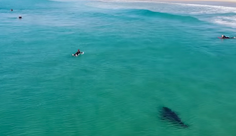 Here's a Collection of Some of the Best Shark Footage Ever Caught On ...
