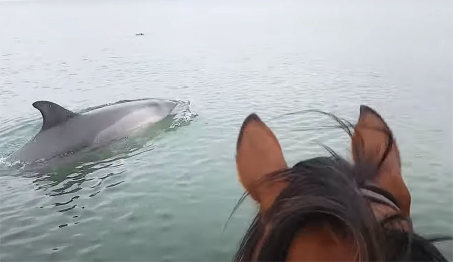 Watch These Curious Dolphins Befriend a Horse In the Shallows | The Inertia