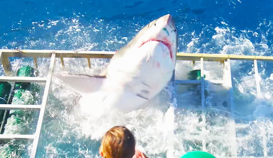 Watch the Horrifying Moment a Great White Shark Winds Up Inside a Cage ...