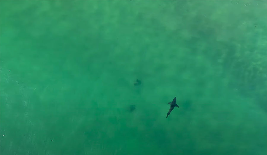 Watch 4 Teenaged Great White Sharks Check Out a Pair of Nervous Bat ...