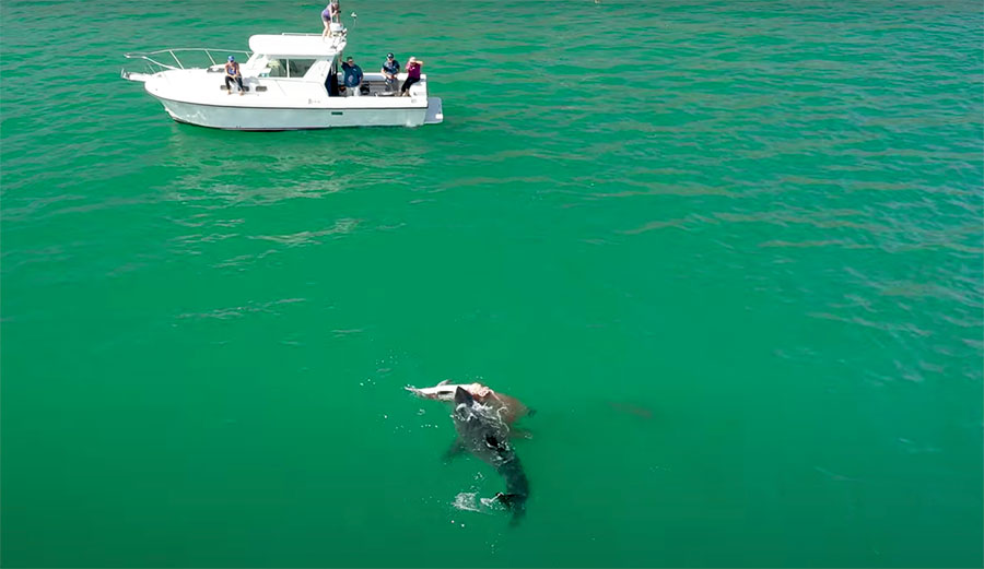 Great White Sharks Devouring a Dolphin Carcass Right Beside a Boat ...