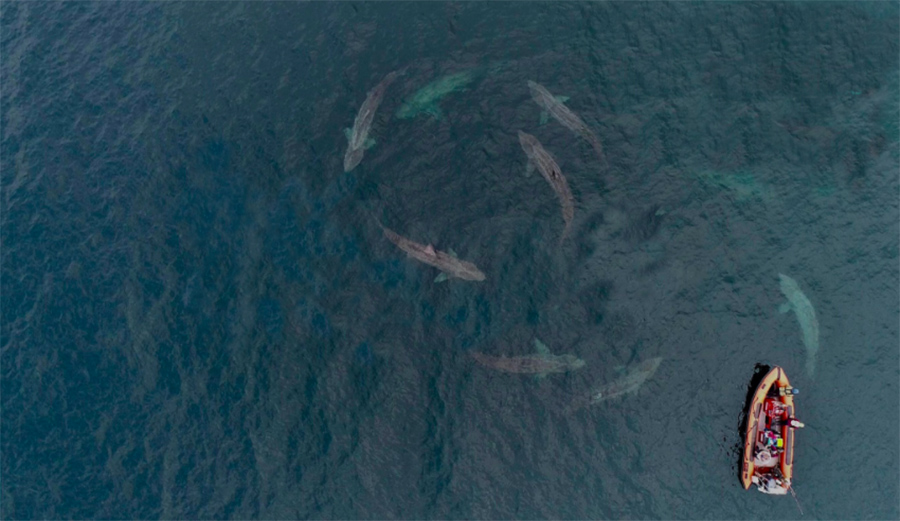 Drone Captures Incredible Imagery of Basking Shark Courtship Off Irish ...