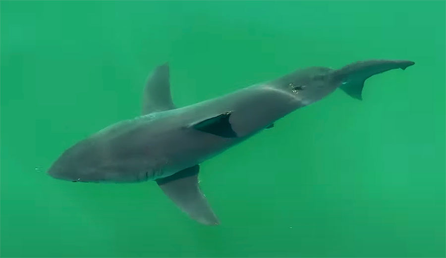 This Peaceful Footage of Great Whites Off California Coastline Might ...