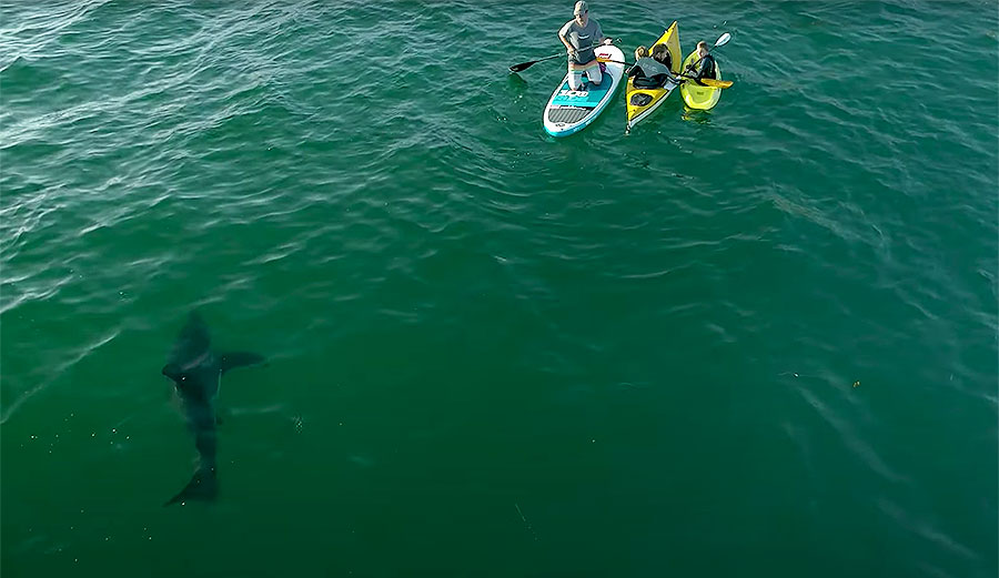 Watch This Curious 9-Foot Great White Inspect a Family of Paddlers ...