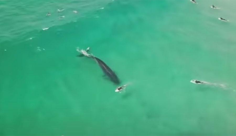 Drone Operator Captures Pair of Minke Whales Surfing In Australia | The ...