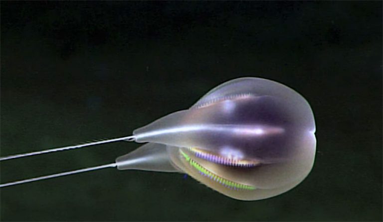 Stunning High-Definition Video Used to Discover New Species of ...