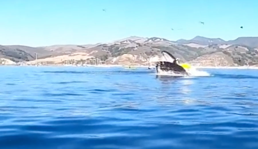 Watch These Kayakers Accidentally End Up In a Humpback Whale’s Mouth ...