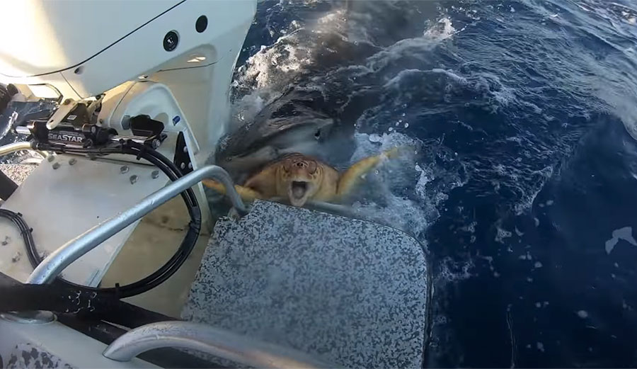 Watch These Guys Rescue a Sea Turtle From a Tiger Shark’s Jaws | The ...
