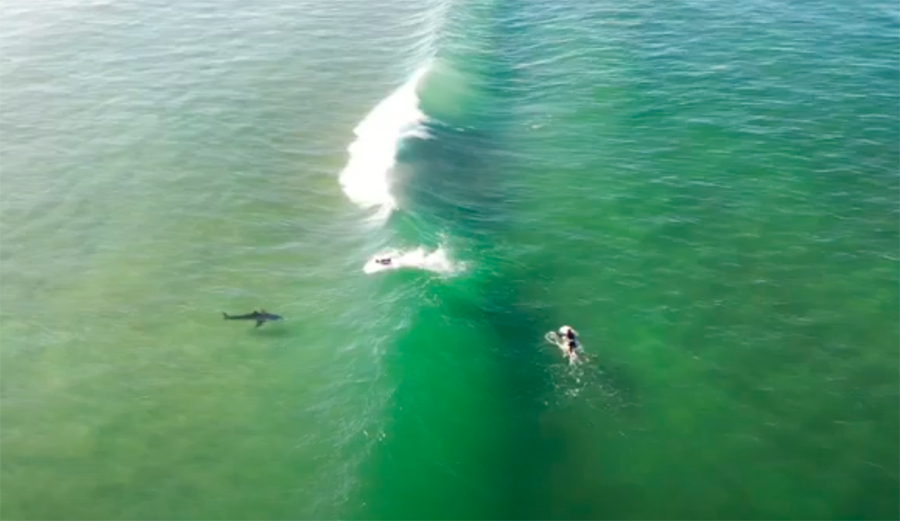 Crazy Drone Footage Shows Great White Shark Scouring Lineup as Surfers ...