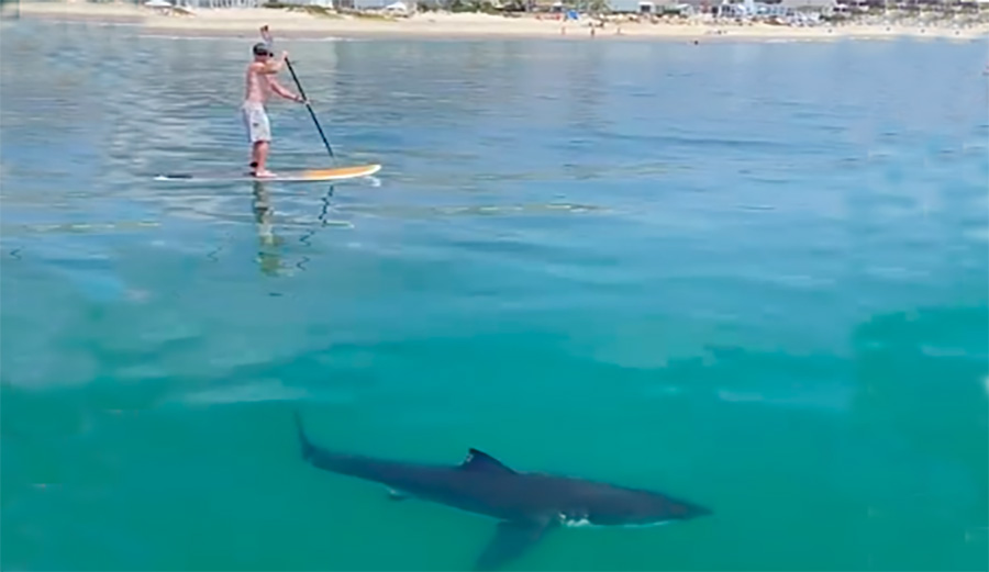 Santa Barbara, California Locals Get Up Close Look at Great White Shark ...