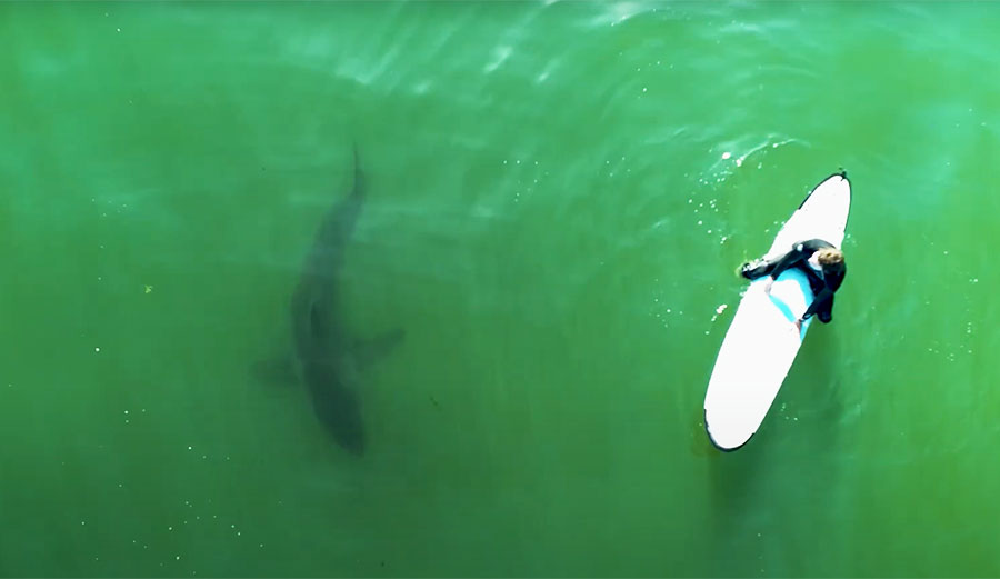 Curious Great White Shark Checks Out Surfer Who Has No Idea It's There