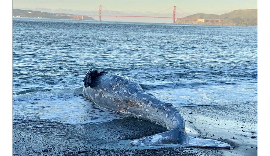 5 Dead Whales Have Washed Ashore In San Francisco in Less than a Month