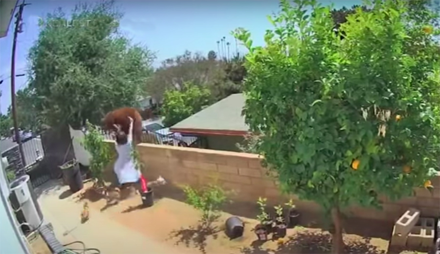 Video Shows Teen Fending Off Large Bear While Protecting Dogs in ...