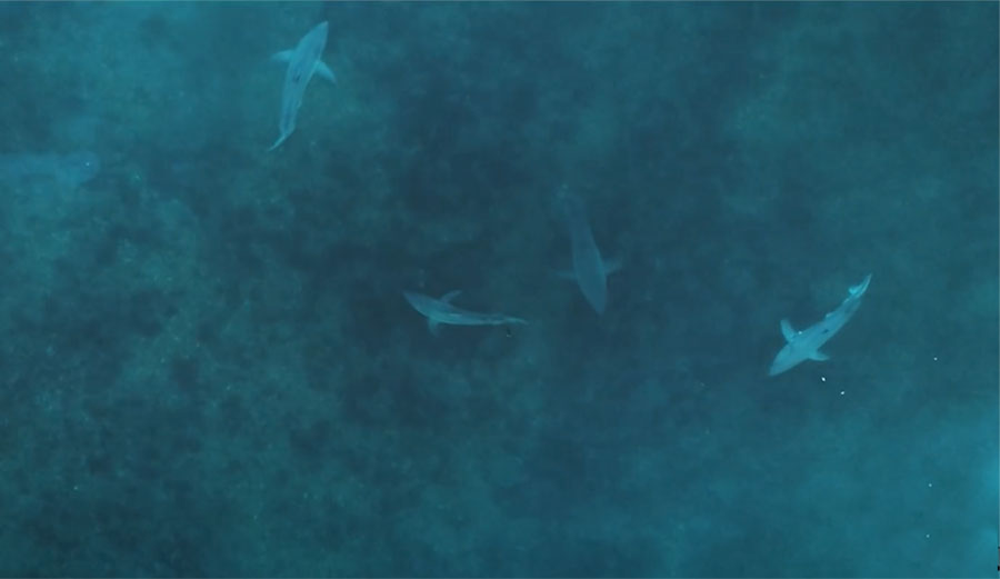 Stunning Infrared Video Shows What Great White Sharks Do After the Sun ...