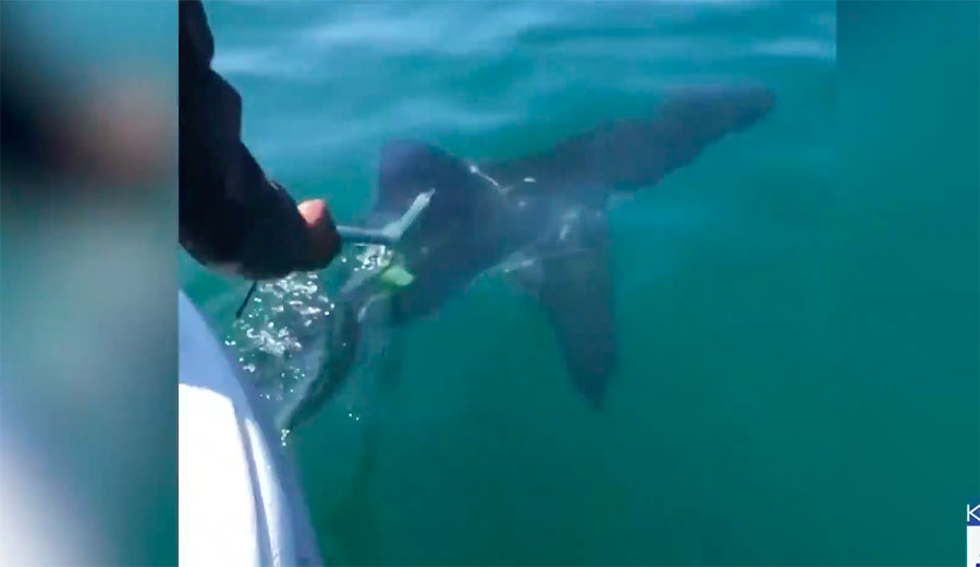 Watch This Father and Son Free a Great White Shark Entangled in Fishing ...