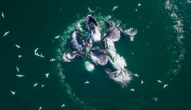 Amazing Footage of Humpback Whales Spotted 'Bubble-Net Feeding' for the ...
