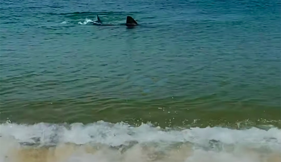 Beachgoers Get Biology Lesson as Sizable Great White Finishes Off Seal ...