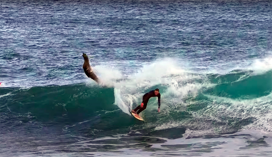 Nature: This Surfer Knocked the Top Off This Wave and a Seal Popped Out ...