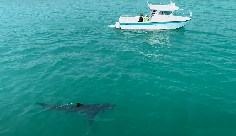 Massive Great White Shark Spotted Off Southern California Coastline