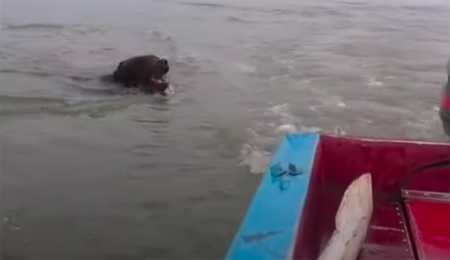 You Have to Hear This Bear Roar at a Passing Boat | The Inertia