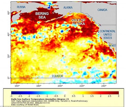 The Blob: Five Years After California's Biggest Marine Heatwave