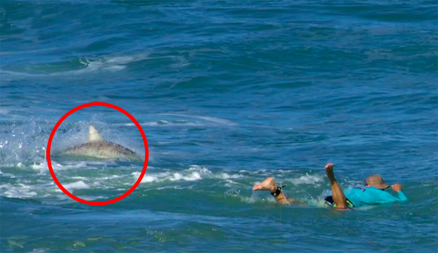 Florida Surfer Talks About Being Surrounded by Sharks at Sebastian ...
