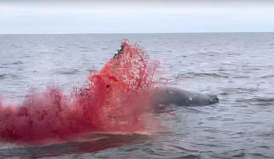 Exploding Sperm Whale