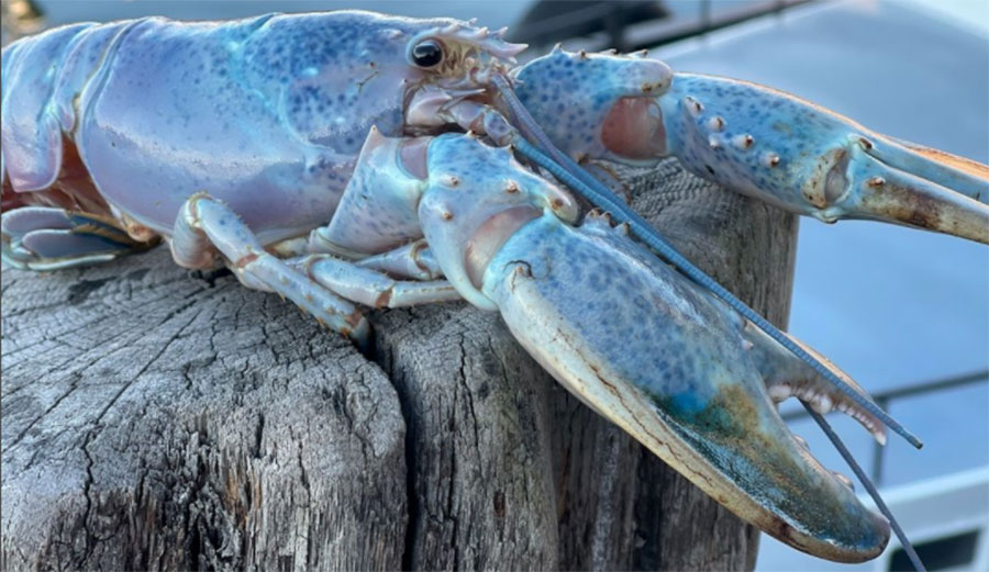 Super-Rare Blue Lobster Discovered in Maine Is a 1-in-100 Million Find