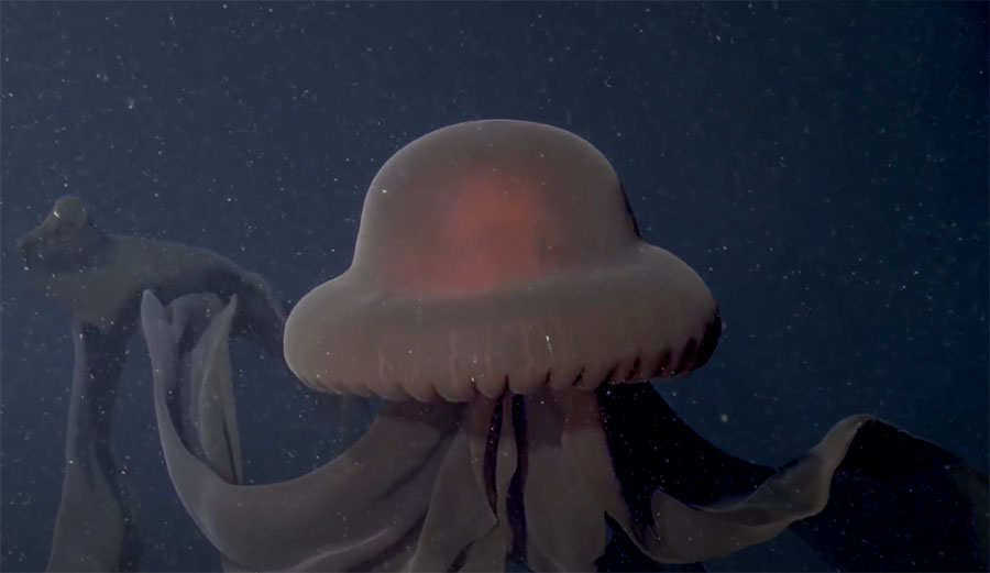 Extraordinarily Rare Footage of Giant Phantom Jelly Captured In ...