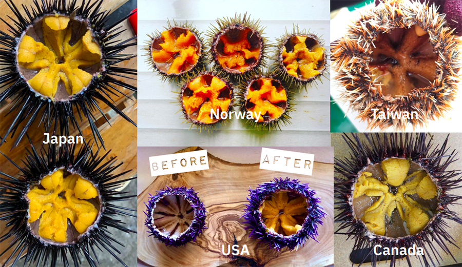 Urchinomics: Restoring Kelp Forests Through Responsible Urchin Ranching | The Inertia