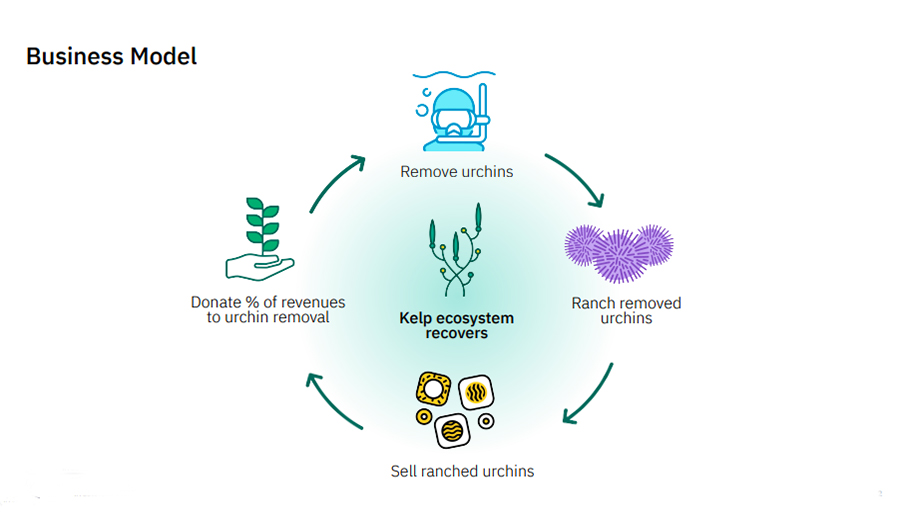Urchinomics: Restoring Kelp Forests Through Responsible Urchin Ranching ...