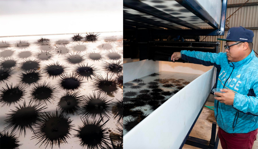 Urchinomics: Restoring Kelp Forests Through Responsible Urchin Ranching | The Inertia