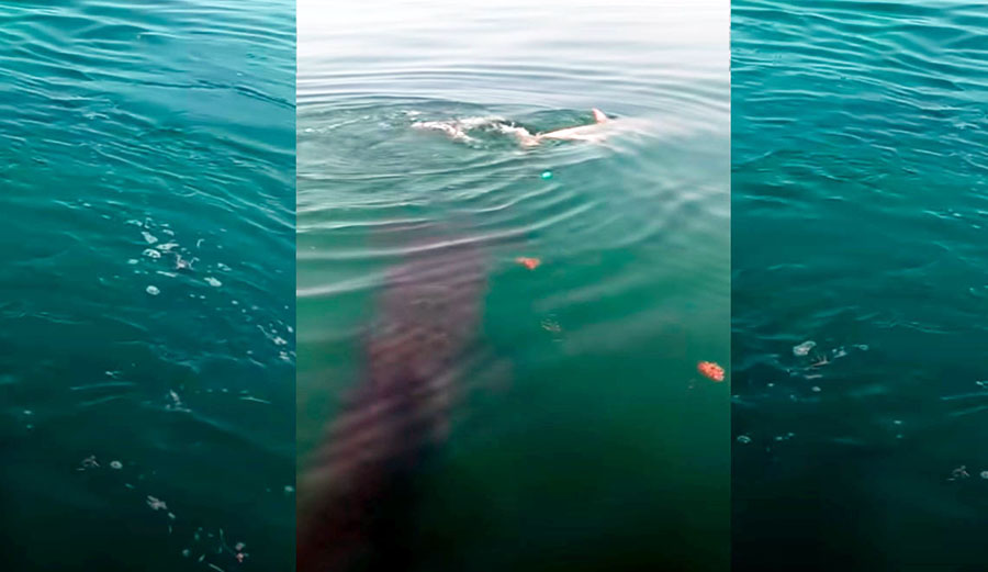 10-Year-Old Boy Films Massive Hammerhead Shark Attacking Tarpon on ...