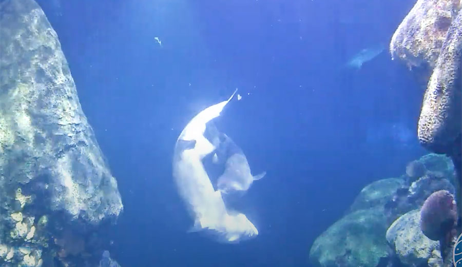 Super Rare Footage of Sand Tiger Sharks Mating Caught on Live Webcam