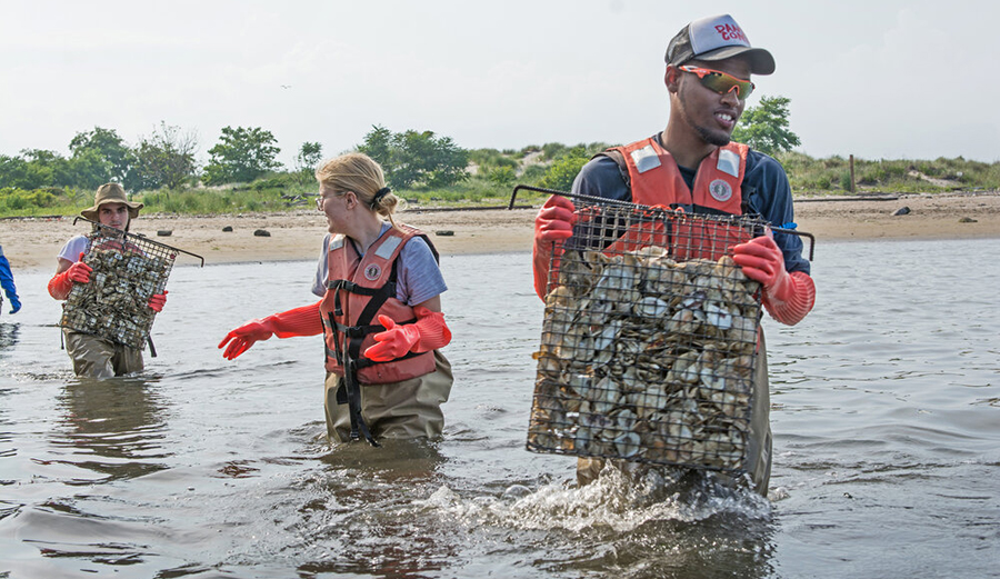 The Billion Oyster Project Is Restoring New York City’s Waterways, and ...