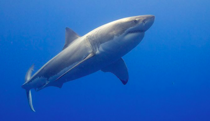 Details of Christmas Eve Morro Bay Shark Attack Finally Revealed