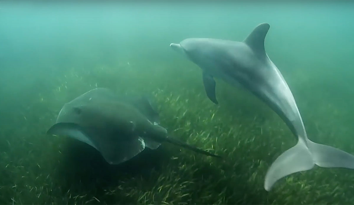 Watch These Dolphins Use Stingrays to Hunt Octopus