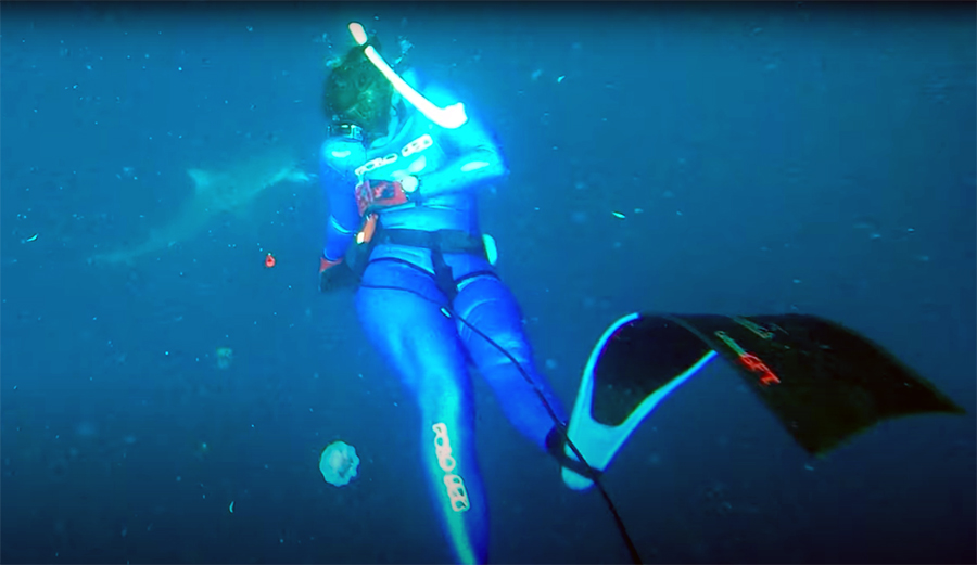 Watch This Crazy Moment When a Bull Shark Nearly Drowns a Spearfisher ...