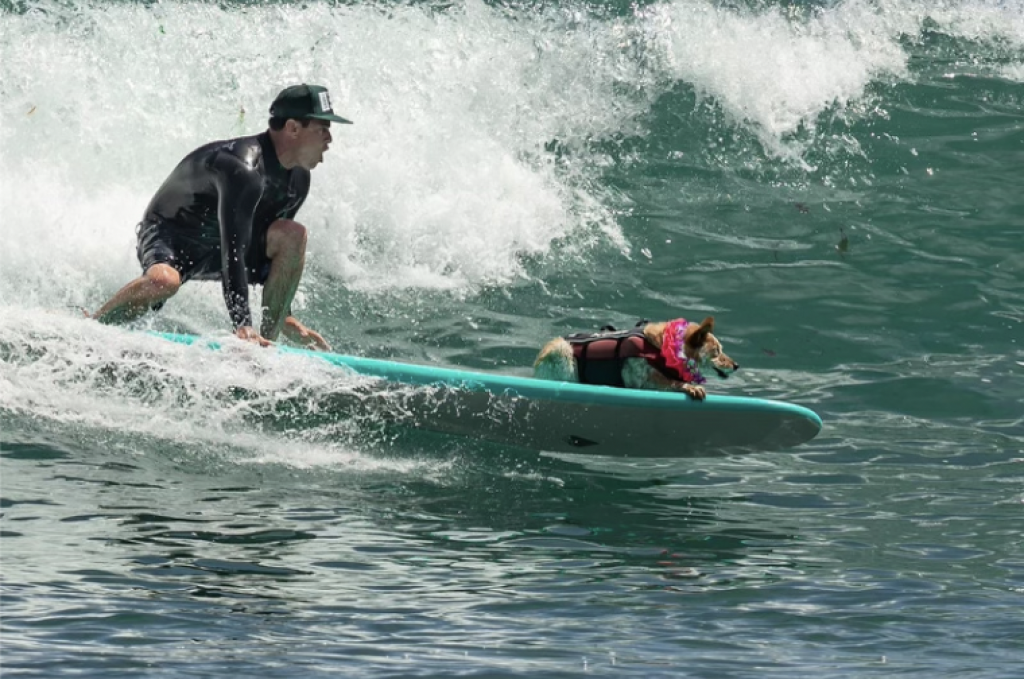 This Dog Rips Harder Than Most Humans Ever Will | The Inertia