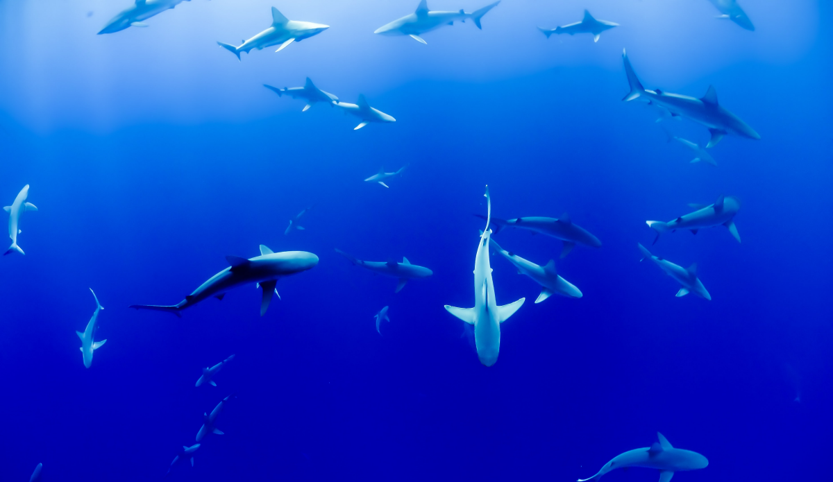 Research Predicts Prehistoric-Like Extinction for Marine Life by 2100