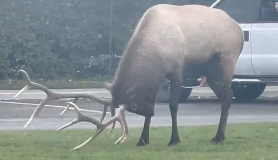 Watch a Bull Elk Spray Urine All Over Himself at Yellowstone National Park
