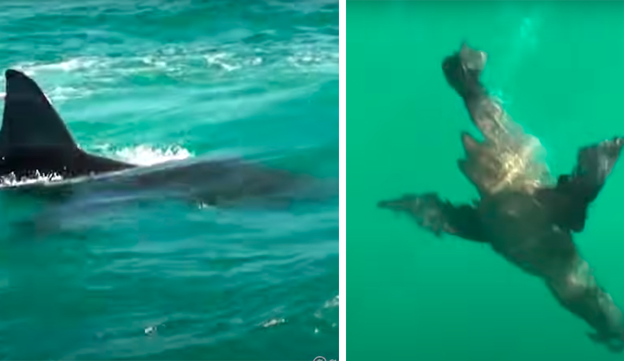 Great White Shark Chases Down Seal Pup and Gives Spectators Ultimate ...