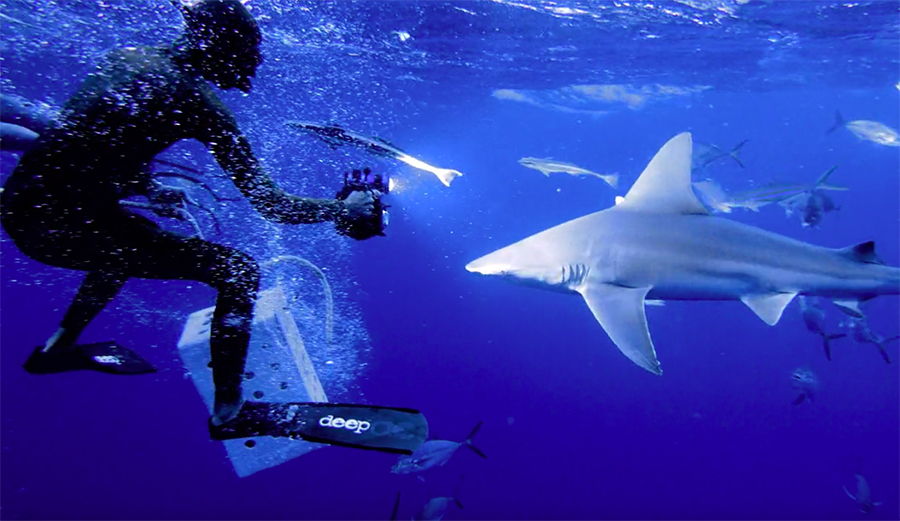 Tredd Smith's Gorgeous Shark-Diving Documentary Won the Film and Photo ...