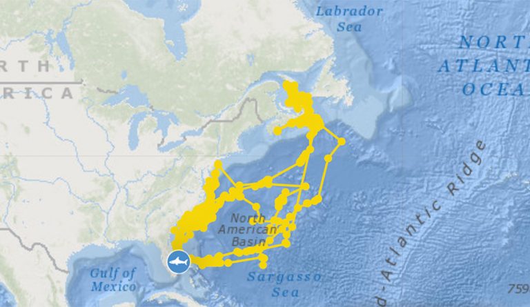 Great White Shark Accidentally Draws Self-Portrait With Tracking Path