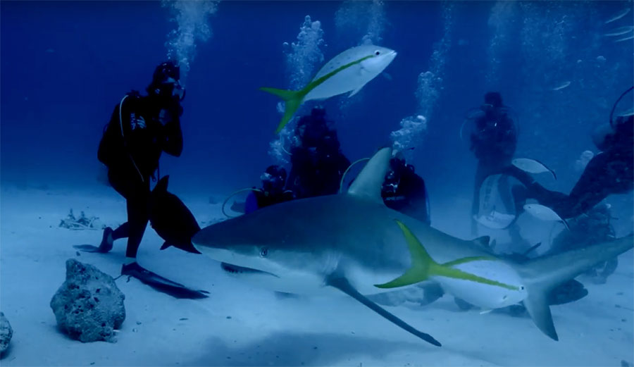 A Year After His Shark Attack, Poopies Faced His Fears for Shark Week