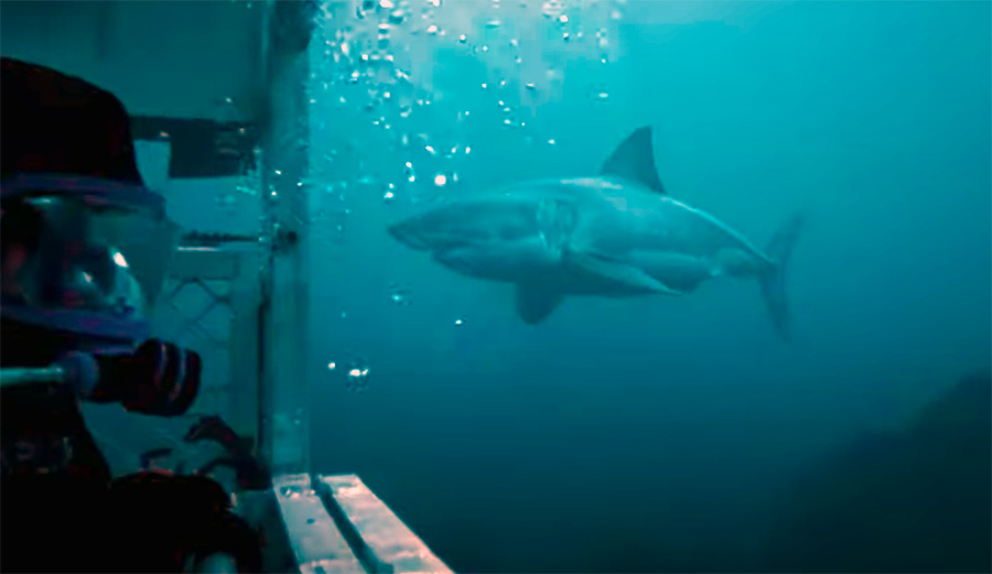 These Divers' Cage Was Knocked Over as Great White Sharks Circled | The ...