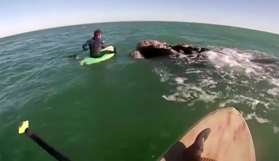 Watch This Whale Knock a Paddler Off His Board | The Inertia