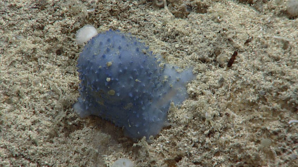 Researchers Baffled by Mysterious 'Blue Goo' Creature Off St. Croix