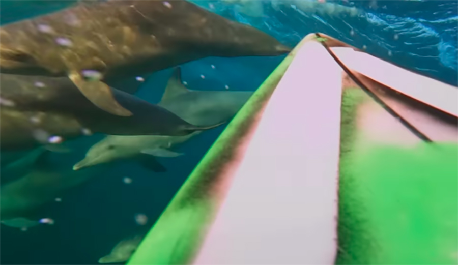 You Have to See Anthony Walsh's View When He Duck Dives | The Inertia